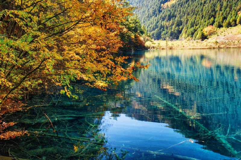 湖,树林,秋天,中国,山谷,九寨沟风景名胜区,九寨沟 ,树干,国内著名景点,水下_模板素材-稿定设计