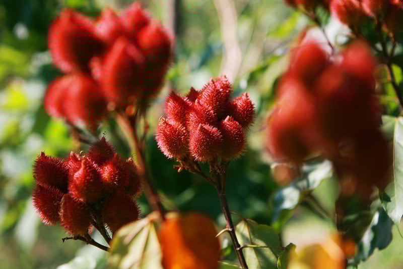 Urucu ou urucum, cujo fruto/sementes serem de matéria prima para para ...