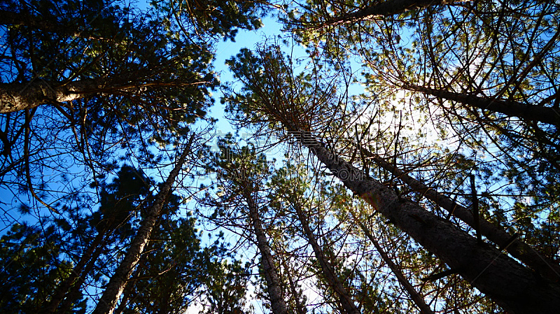 Foret de pins gris图片素材下载-稿定素材