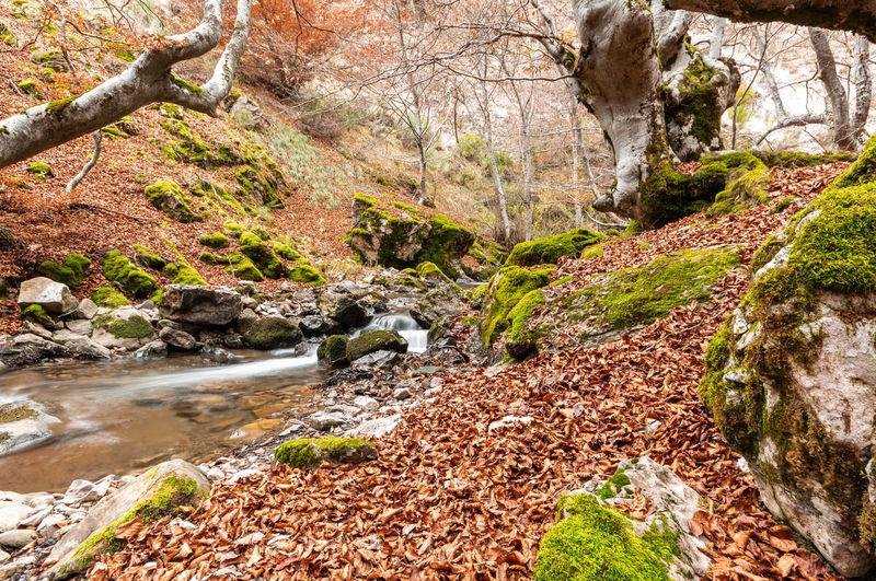 Photograph of the beech forest of Ciñera, Leon (Spain) known as Faedo ...