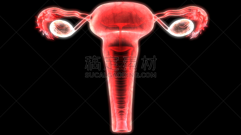 人体结构 女性生殖系统 子宫颈 卵巢癌 输卵管 宫颈癌 卵巢 骨盆 妇科检查 人体子宫图片素材下载 稿定素材